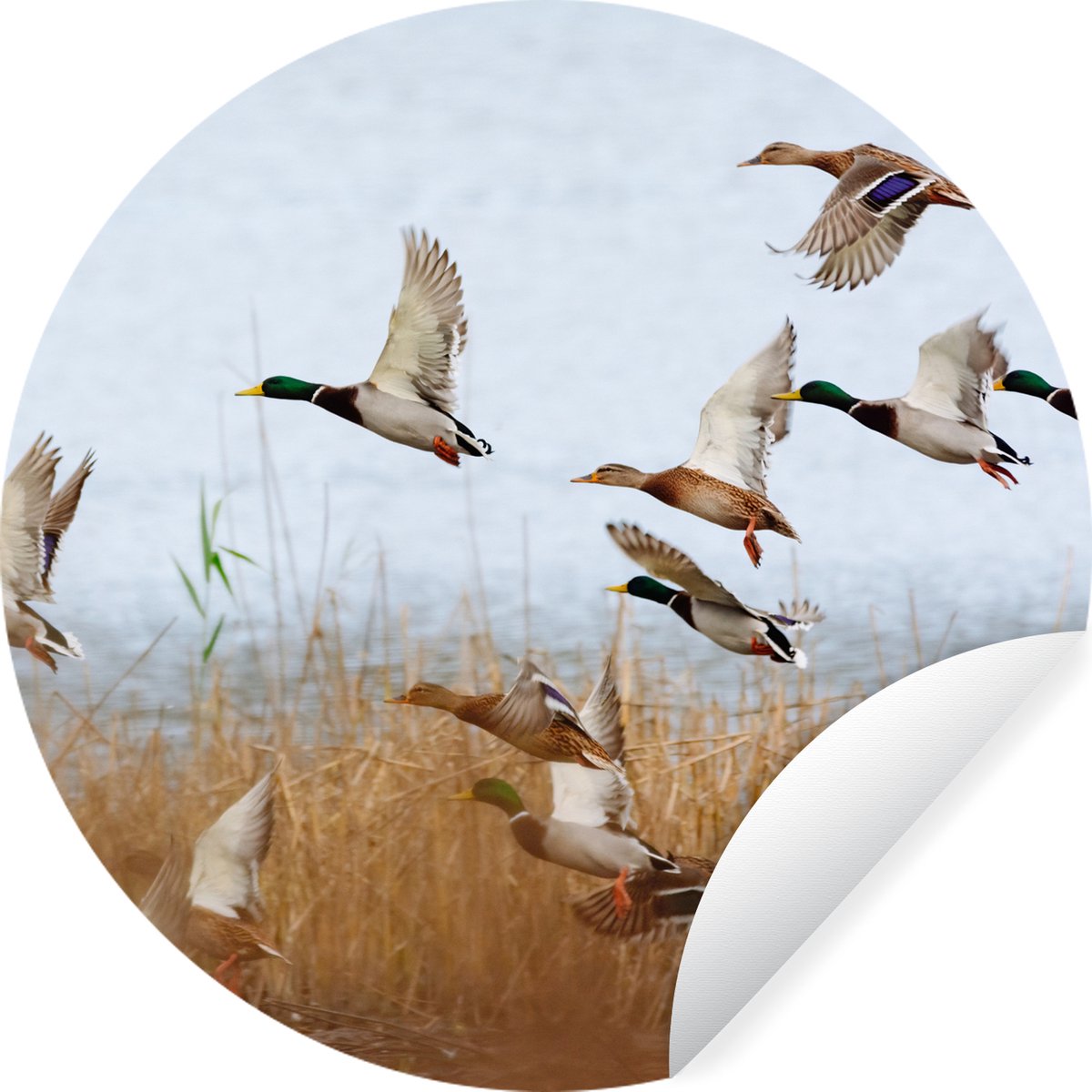 Behangcirkel - Eend - Vogel - Riet - Water - Zelfklevend behang ...