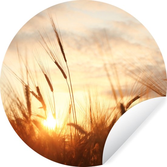 Behangcirkel - Riet - Gras - Zon - Natuur - Zelfklevend behang - 50x50 ...
