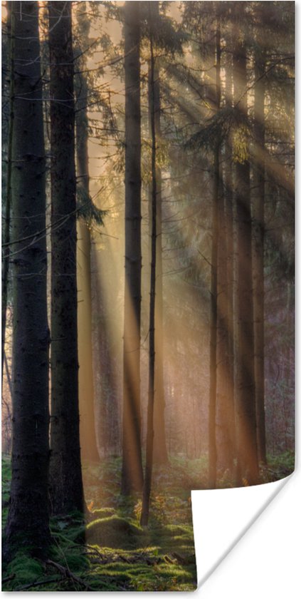 Poster Bomen - Bos - Zon - Planten - 60x120 cm | bol