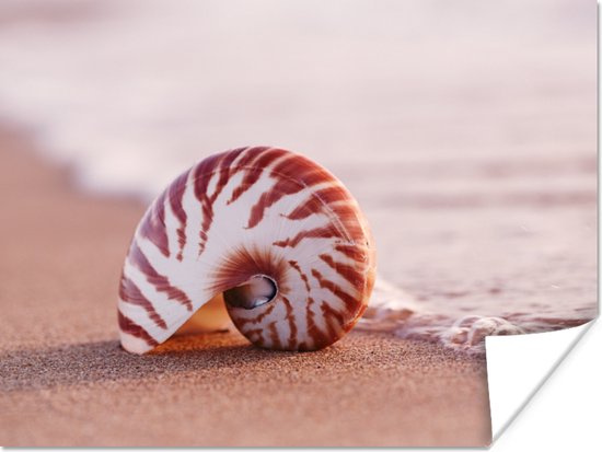Poster Schelp - Strand - Zee - Zand - 40x30 cm | bol