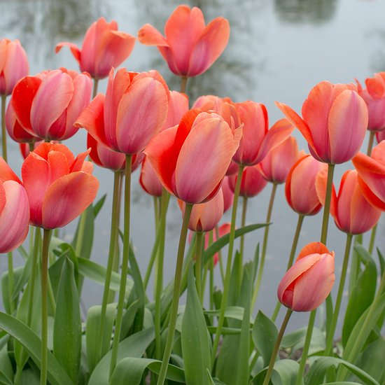 Tulp Apricot Impression® | bol