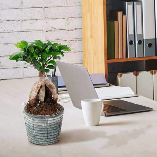 Bonsaiworld Bonsai Boom Ginseng + Pot - Bonsaiboom Hoogte Ca. 30 cm - Inclusief Pot,... | bol.com