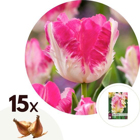 Plant in a Box - Tulipa Cabanna - 15x Tulpenbollen winterhard voor in ...
