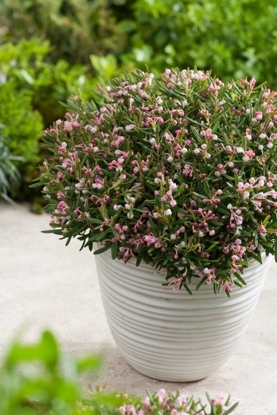 Andromeda polifolia 'Compacta' - 5 liter pot - 25-30 cm | bol