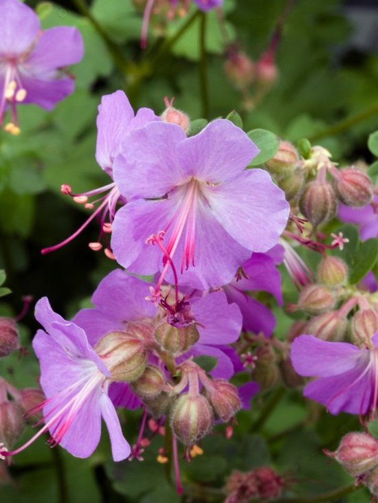 Set van 3 | Geranium cantabrigiense 'Karmina' - 0.7 liter pot | bol