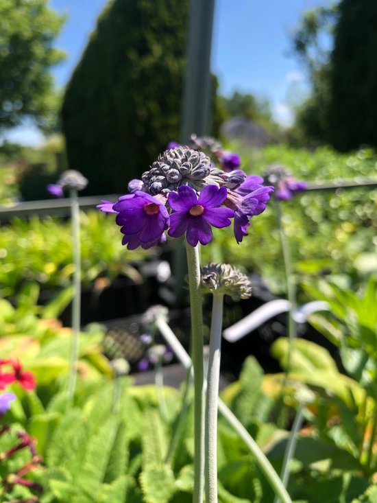 6 x Primula capitata mooreana - Sleutelbloem - P9 Pot (9 x 9cm) - Dima ...