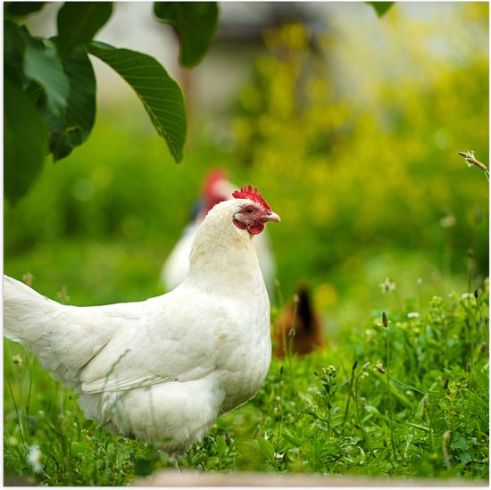 Poster (Mat) - Witte kip staat buiten in het gras - 50x50 cm Foto op ...