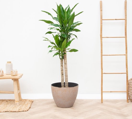 Nova Concrete gold | bol