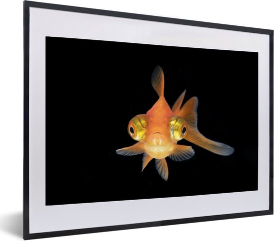 Fotolijst incl. Poster - Goudvis - Zeedieren - Ogen - 60x40 cm ...