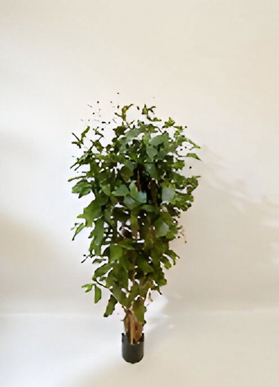 Oosterik home - Dracaena surculosa 150 cm kunstplant Oosterik Home | bol