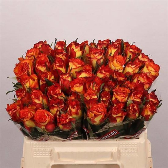 10x Rosa high & magic 30cm | bol