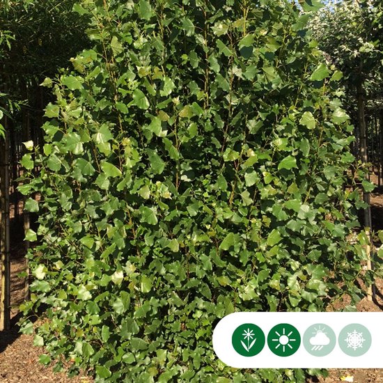 Italiaanse populier | Populus nigra italica 6-10 cm | Bomenbezorgd.nl | bol