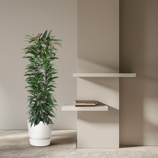 Ficus Alii King zuil - 150 cm - ø29 | bol
