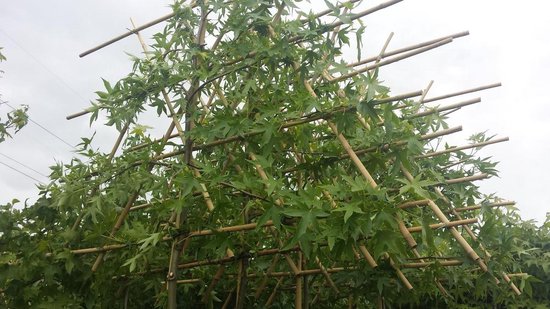 Liquidambar styraciflua | amberboom als leiboom | Stamomtrek: 6-8 cm | Stamhoogte: 150... | bol