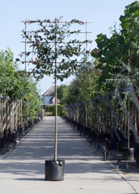 Roodbladige sierappel als leiboom Malus Mokum h 340 cm st. omtrek 1 ...