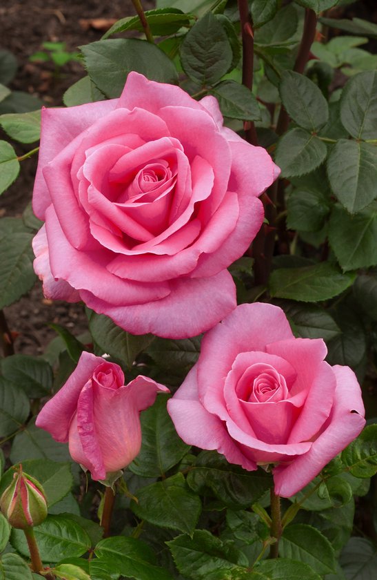 GARDENZO - Stamrozen XXL Roze x3 - Rozen op stam - Winterhard - 110-140 ...