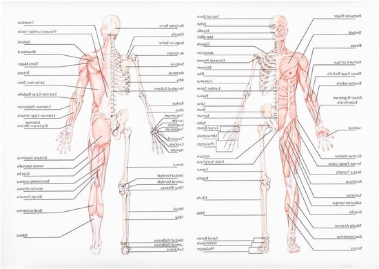 Inovra - Anatomische Poster Menselijke Spier - Anatomie Muurkunst Voor ...