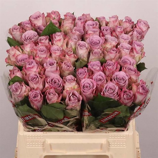 20x Rosa memory lane! 40cm | bol