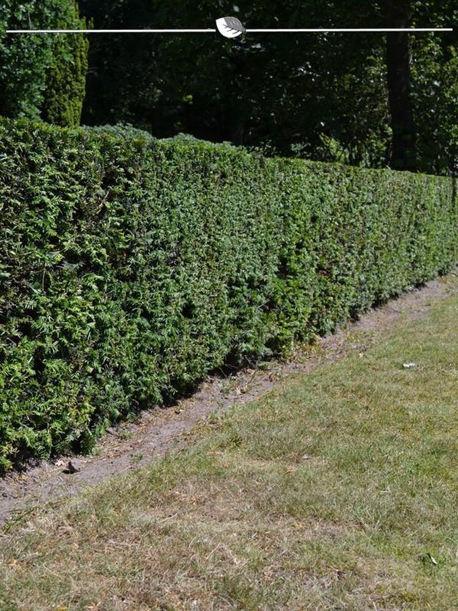 Venijnboom Taxus baccata 60-80 cm, 10x Haagplant | bol.com