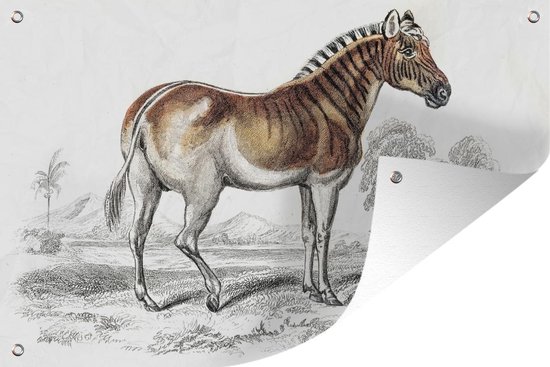 Illustration couleur du poster de jardin Quagga 180x120 cm - Toile de ...