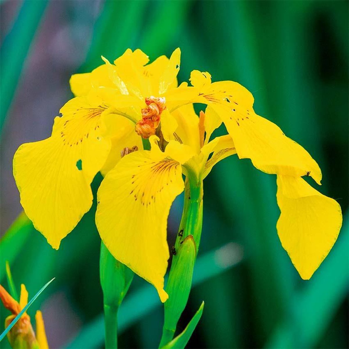 VDVELDE Lis Geel - Gele Lis - Iris Pseudacorus - Iris Bloem 4 stuks ...