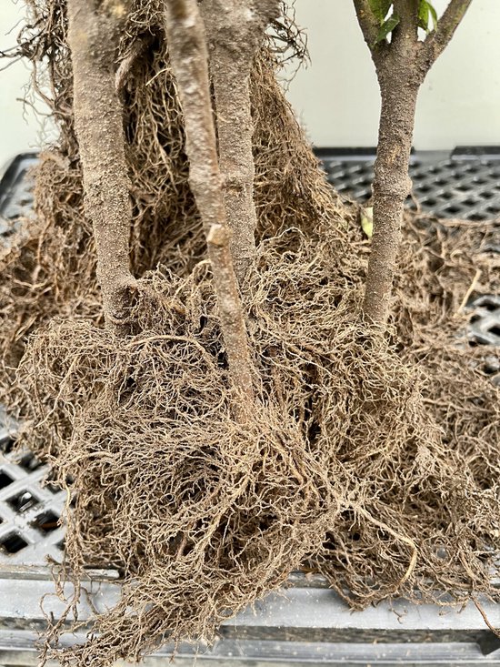 10 x Abies koreana - Koreaanse zilverspar 15-20 cm | Blote wortel | bol