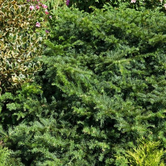 Plants Online - Haagplanten - Coniferen - Tuinplanten - Sier coniferen ...