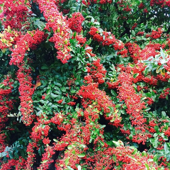 Plants Online - Set van 10 - Vuurdoorn 'Red Column' - Pot 100-125 cm ...