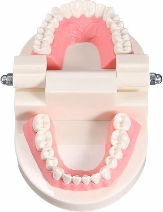 1 pak tandheelkundige tandarts tand tanden leer model roze vleesgommen ...