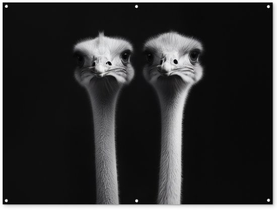 Tuinposter 160x120 cm - Tuindecoratie Struisvogels - Halzen - Zwart ...