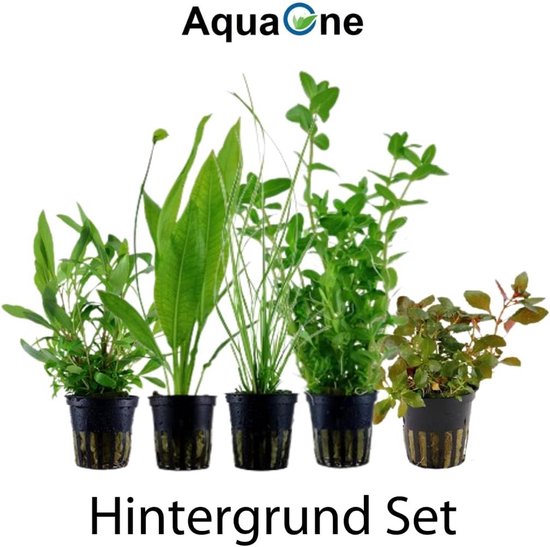 5x Achtergrond Waterplanten Set voor Aquarium: Ludwigia, Bacopa ...
