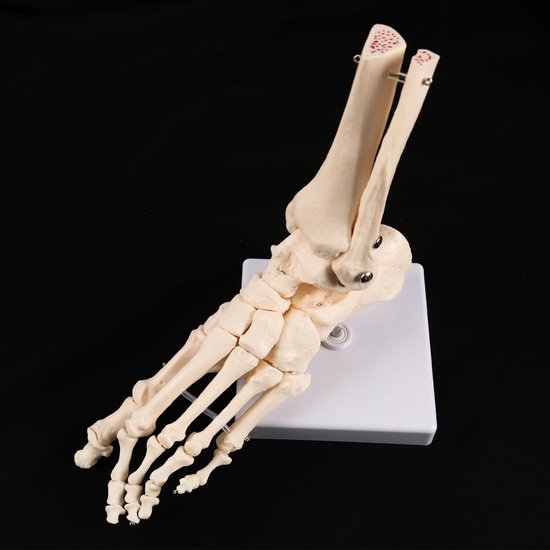 Anatomisch Model Voet & Enkelgewricht - Skeletmodel Linkervoet voor ...