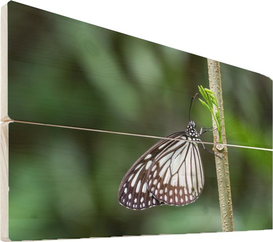 Wanddecoratie hout - Vlinder wit en zwart - 30x20 cm | bol.com