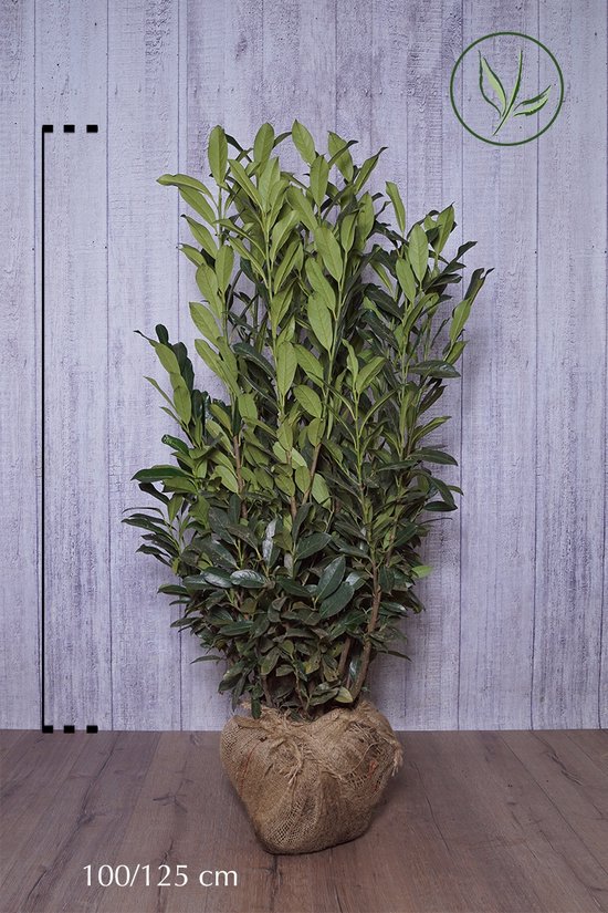 10 stuks | Laurier 'Elly' Kluit 100-125 cm - Wintergroen - Zeer ...