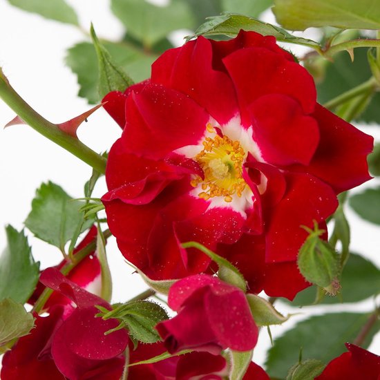 Rambling Rosie | Rood | Klimroos | Ramblerroos | Doorbloeiend | 5 meter ...