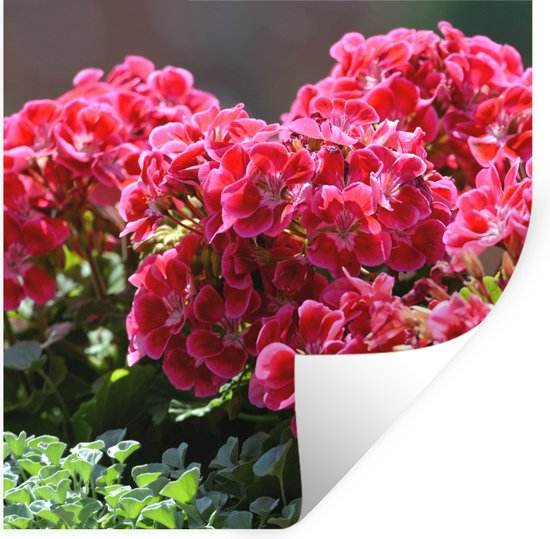 Muurstickers - Sticker Folie - Rode geranium bloemen in een tuin ...
