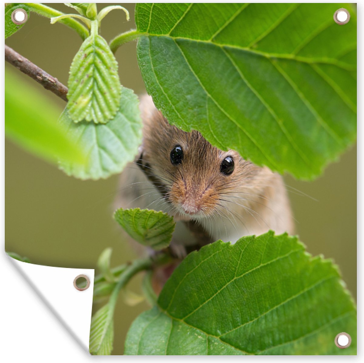 Posters de jardin Souris pygmée - Jeune - Feuilles - 50x50 cm - Toile ...