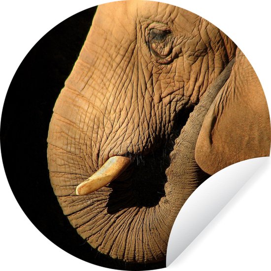 WallCircle - Muurstickers - Behangcirkel - Olifant - Dieren - Close up - Zwart -... | bol