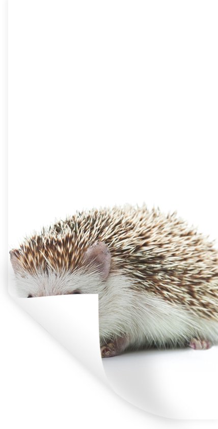 Muurstickers - Sticker Folie - Egel - Dieren - Wit - 40x80 cm ...