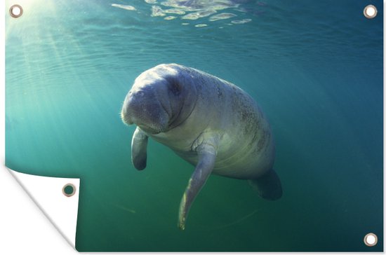 Muurdecoratie Zeekoe - 180x120 cm - Tuinposter - Tuindoek ...