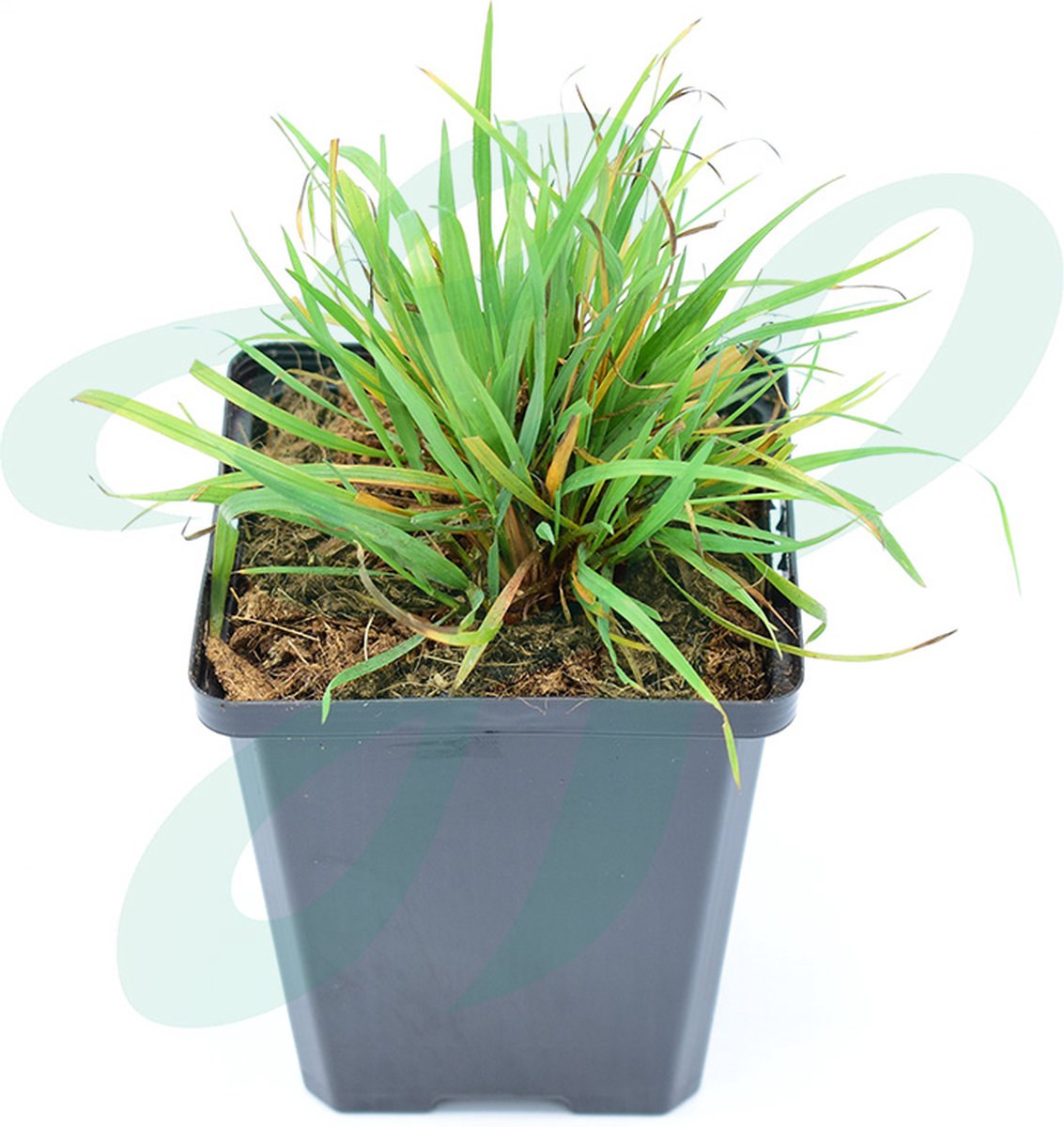 12 x Calamagrostis brachytricha - Diamantgras in 9x9cm pot met hoogte 5 ...