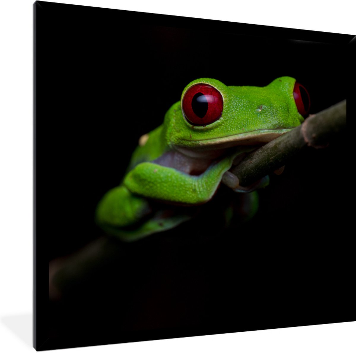 Cadre photo avec affiche - Grenouille lémur aux yeux rouges sur fond ...