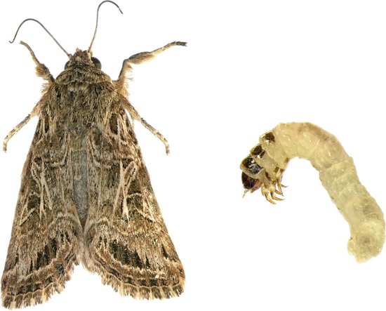 Green Protect Kledingmotval | bol.com