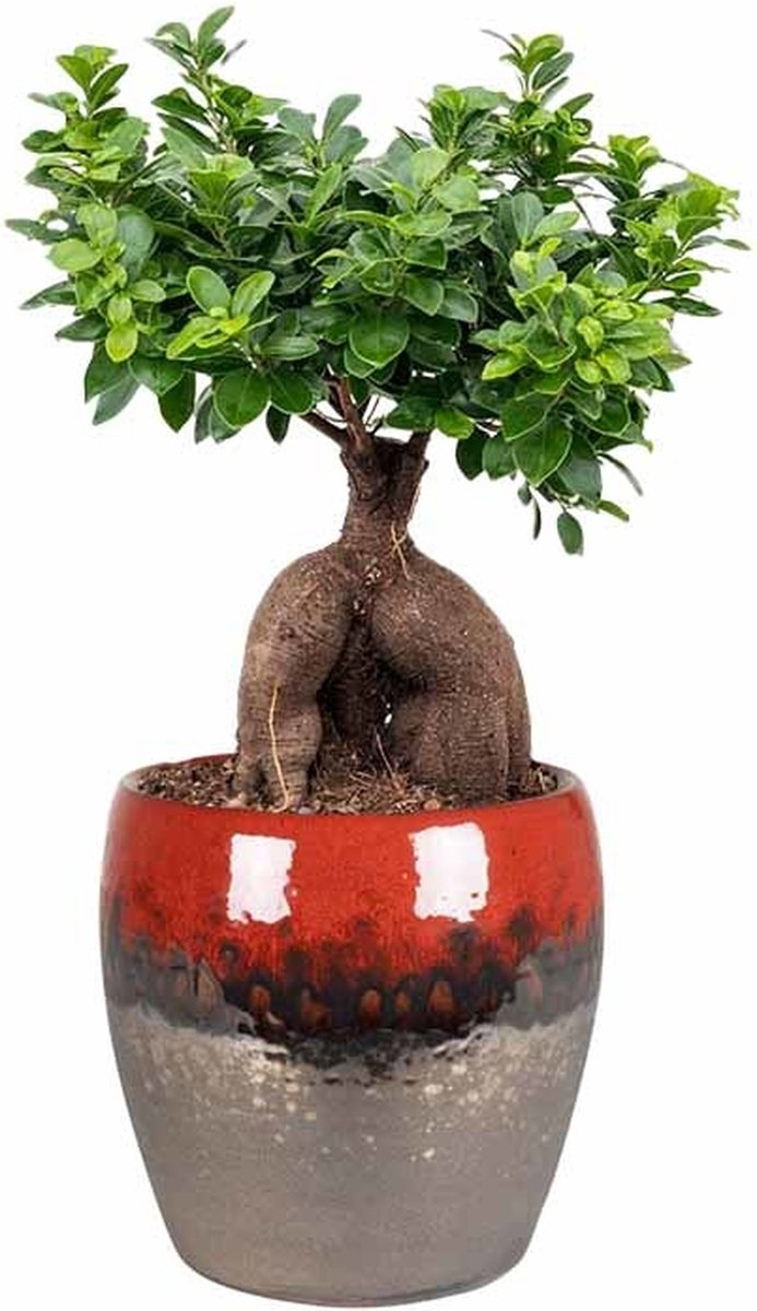 Ficus Bonsai Compacta in Amora Couple Black Red | Bonsai | bol.com