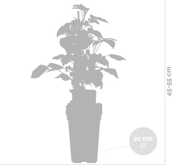 Fragaria x ananassa 'Delizzimo' – Aardbei – Fruitstruik - ⌀21 cm - 45 ...