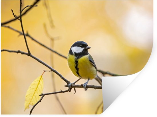 Muurstickers - Sticker Folie - Koolmees - Tak - Vogel - Dieren - 80x60 ...