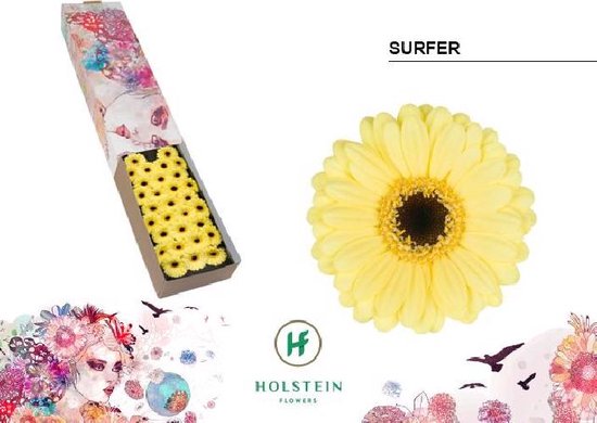 DutchFlowers - Boeket - 60x Germini surfer 40cm | bol