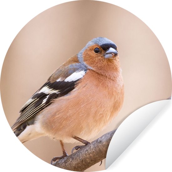 WallCircle - Muurstickers - Behangcirkel - Vogel - Dieren - Vink - ⌀ 120 cm -... | bol