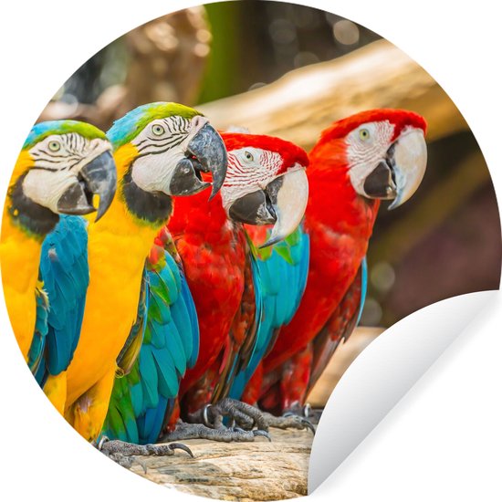 WallCircle - Muurstickers - Behangcirkel - Vogels - Papegaai - Tropisch - Natuur -... | bol