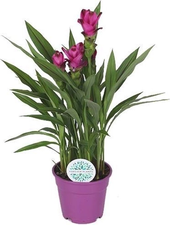 Kamerplant van Botanicly – Curcuma – Hoogte: 60 cm – Curcuma Siam ...